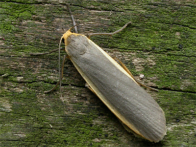 Eilema Footman moths in Nottinghamshire