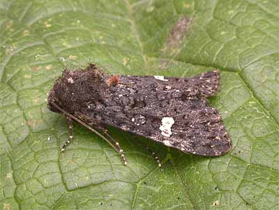 Dot Moth Melanchra persicariae