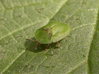 Tortoise Beetle