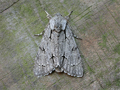 Grey Dagger Acronicta psi