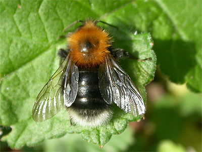 Bombus hypnorum (Tree bumblebee) (Pyrobombus hypnorum)