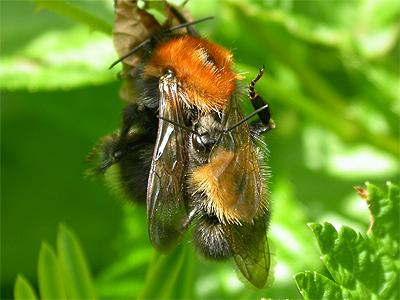 Bombus hypnorum (Tree bumblebee) (Pyrobombus hypnorum)