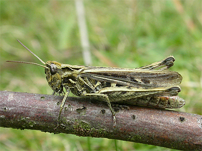 Grasshoppers and Crickets