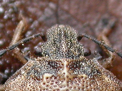 Turtle Shieldbug Podops inuncta