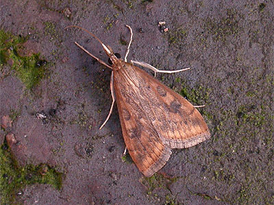 Rusty Dot Pearl Udea ferrugalis