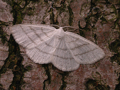 Common White Wave Cabera pusaria