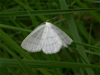Common White Wave Cabera pusaria