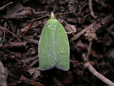 Green Oak Tortrix Tortrix viridana