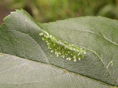 Phyllonorycter blancardella - Alchetron, the free social encyclopedia
