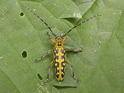 Saperda scalaris