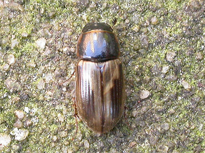 Melinopterus sphacelatus