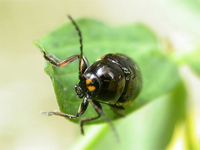 Cryptocephalus moraei