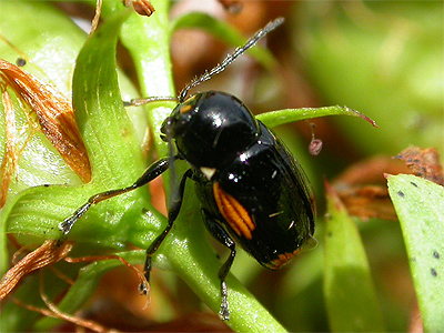 Cryptocephalus moraei