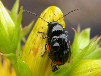 Cryptocephalus moraei