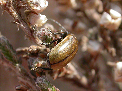 Heather Beetle Lochmaea suturalis