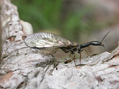 Snake Fly