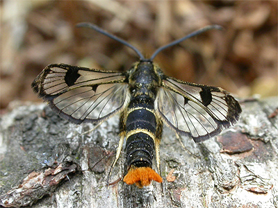 Welsh Clearwing Synanthedon scoliaeformis
