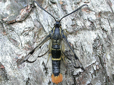 Welsh Clearwing Synanthedon scoliaeformis
