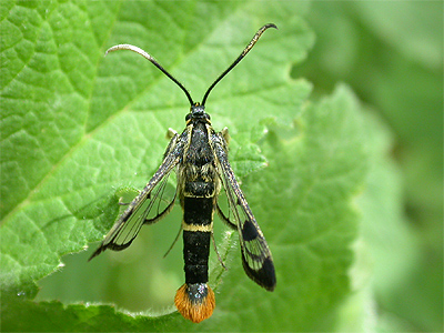 Welsh Clearwing Synanthedon scoliaeformis