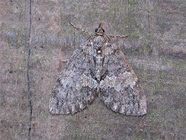 Photo Gallery Moths Macros