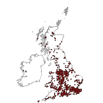Honey Bee Apis mellifera