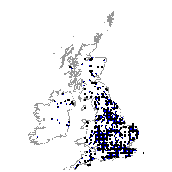 Chicken of the Woods Laetiporus sulphureus