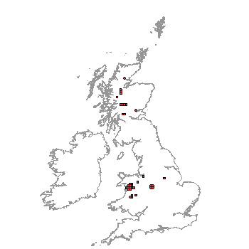 Welsh Clearwing Synanthedon scoliaeformis
