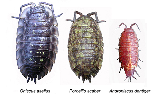 A modern atlas of Nottinghamshire Woodlice